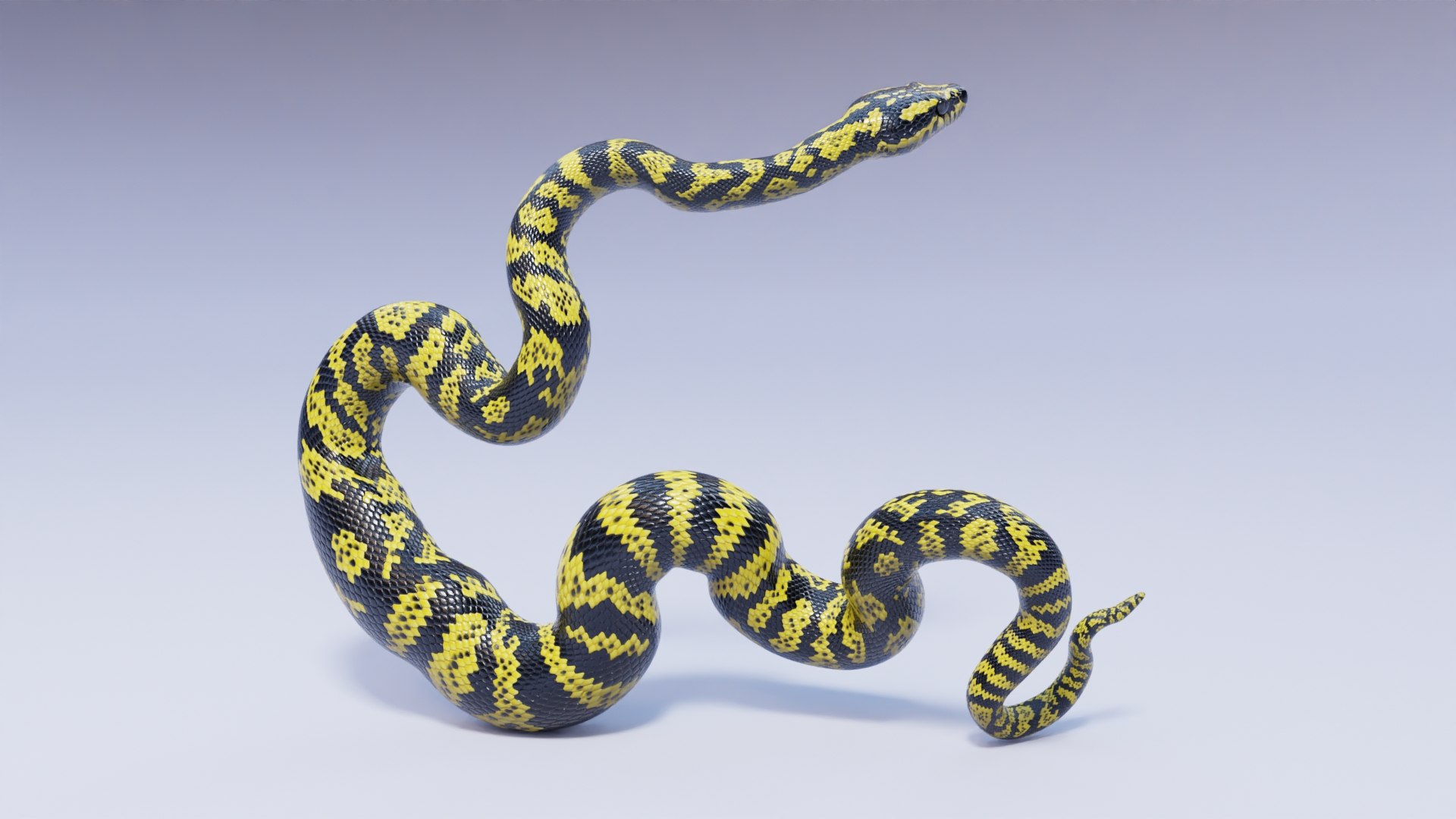 Zebra Jungle Carpet Python - Static Poses 3D Model - TurboSquid 2020582