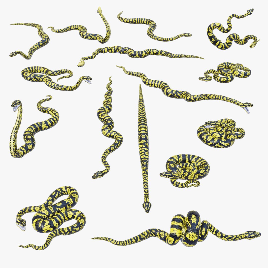 Zebra Jungle Carpet Python - Static Poses 3D Model - TurboSquid 2020582