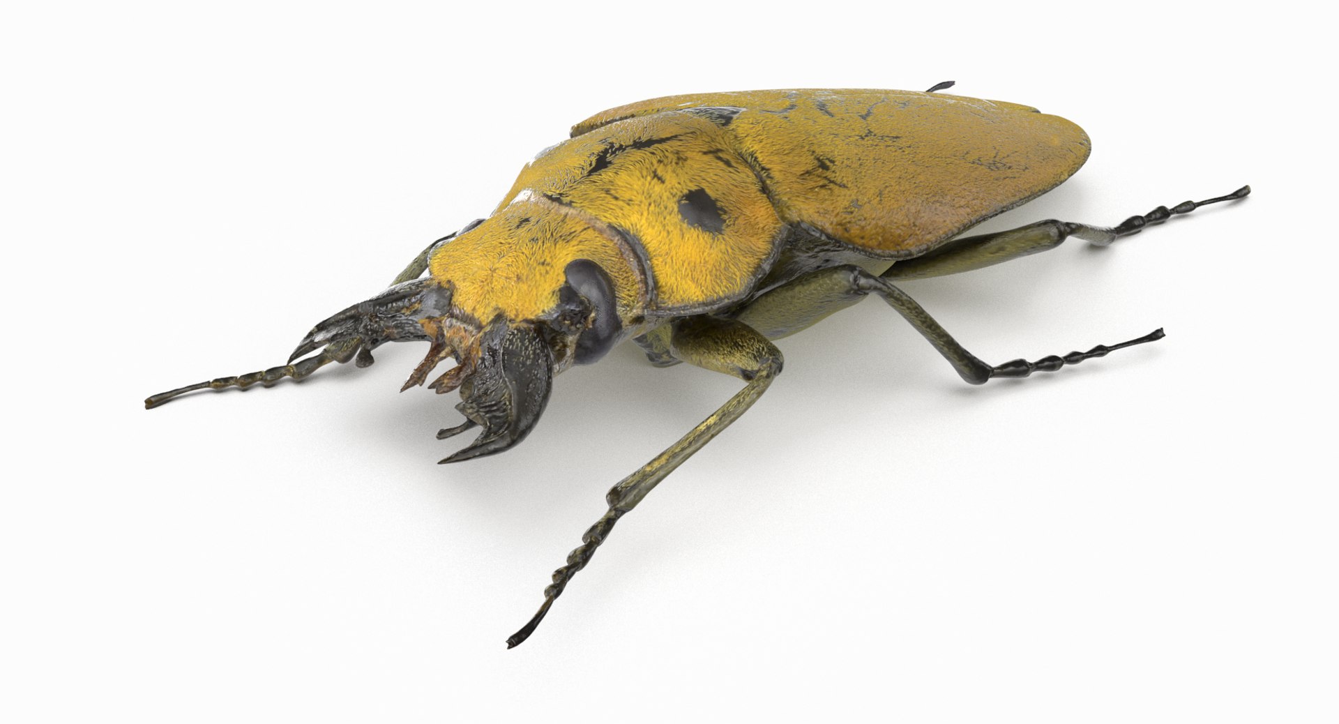 Brown Steampunk Beetle Model - TurboSquid 1256020