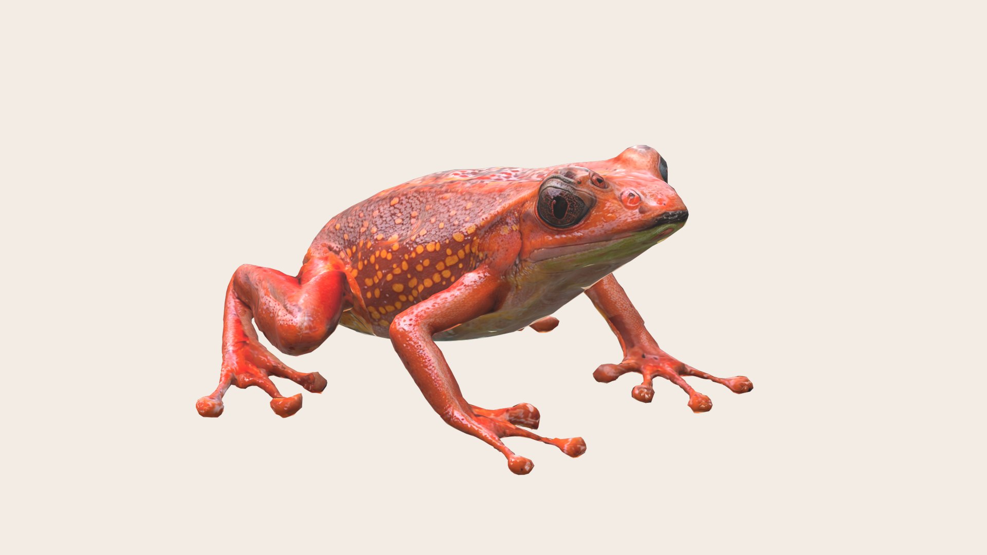Red Poison Dart Frog 3D - TurboSquid 2282853