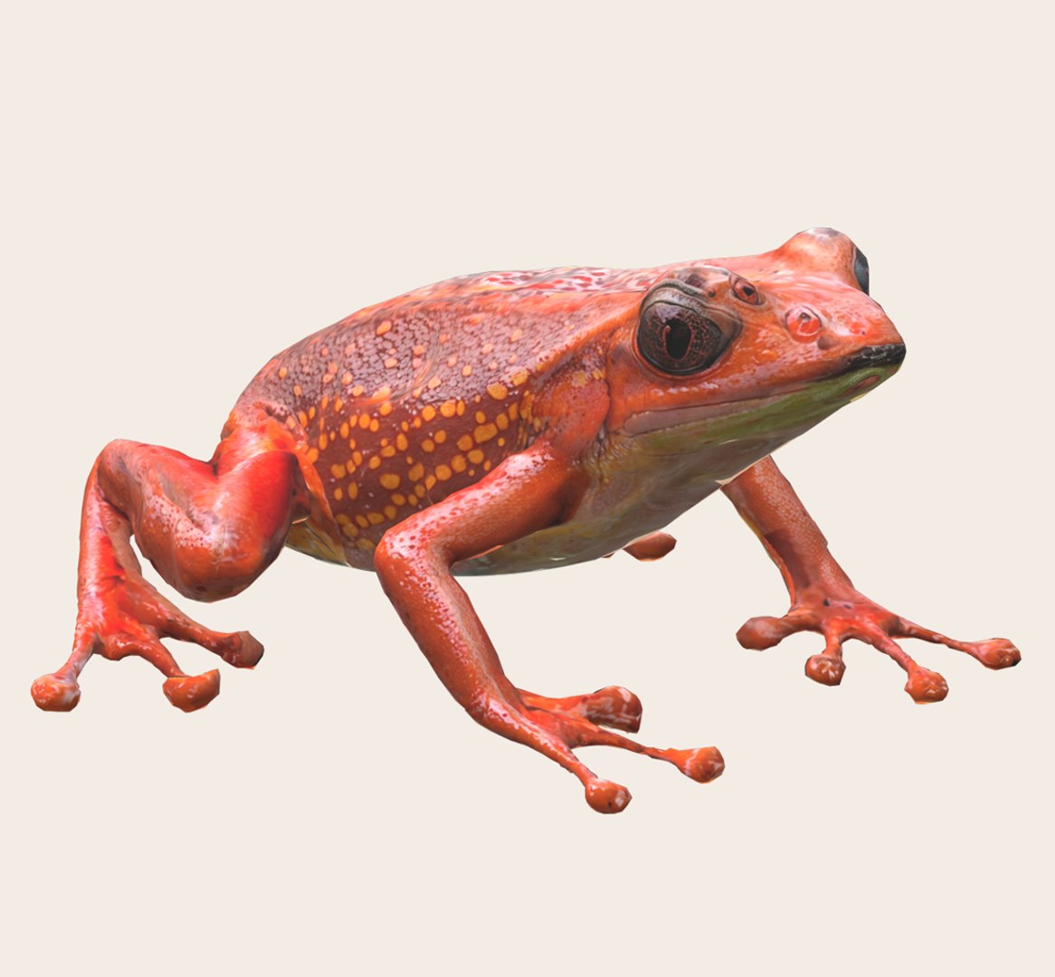 Red Poison Dart Frog 3D - TurboSquid 2282853