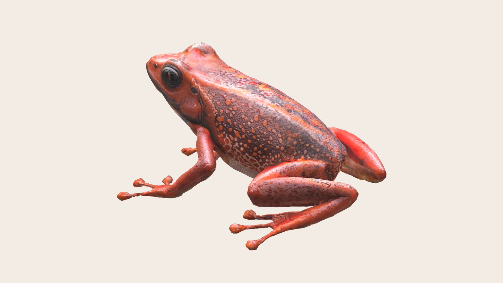 Red Poison Dart Frog 3D - TurboSquid 2282853