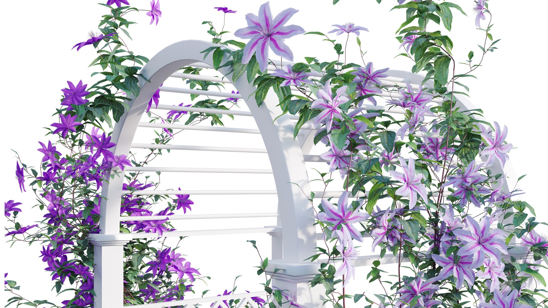 Clematis Aotearoa - Creeper Gate 3D Model - TurboSquid 2047959