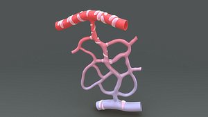 3D Capillary Models | TurboSquid