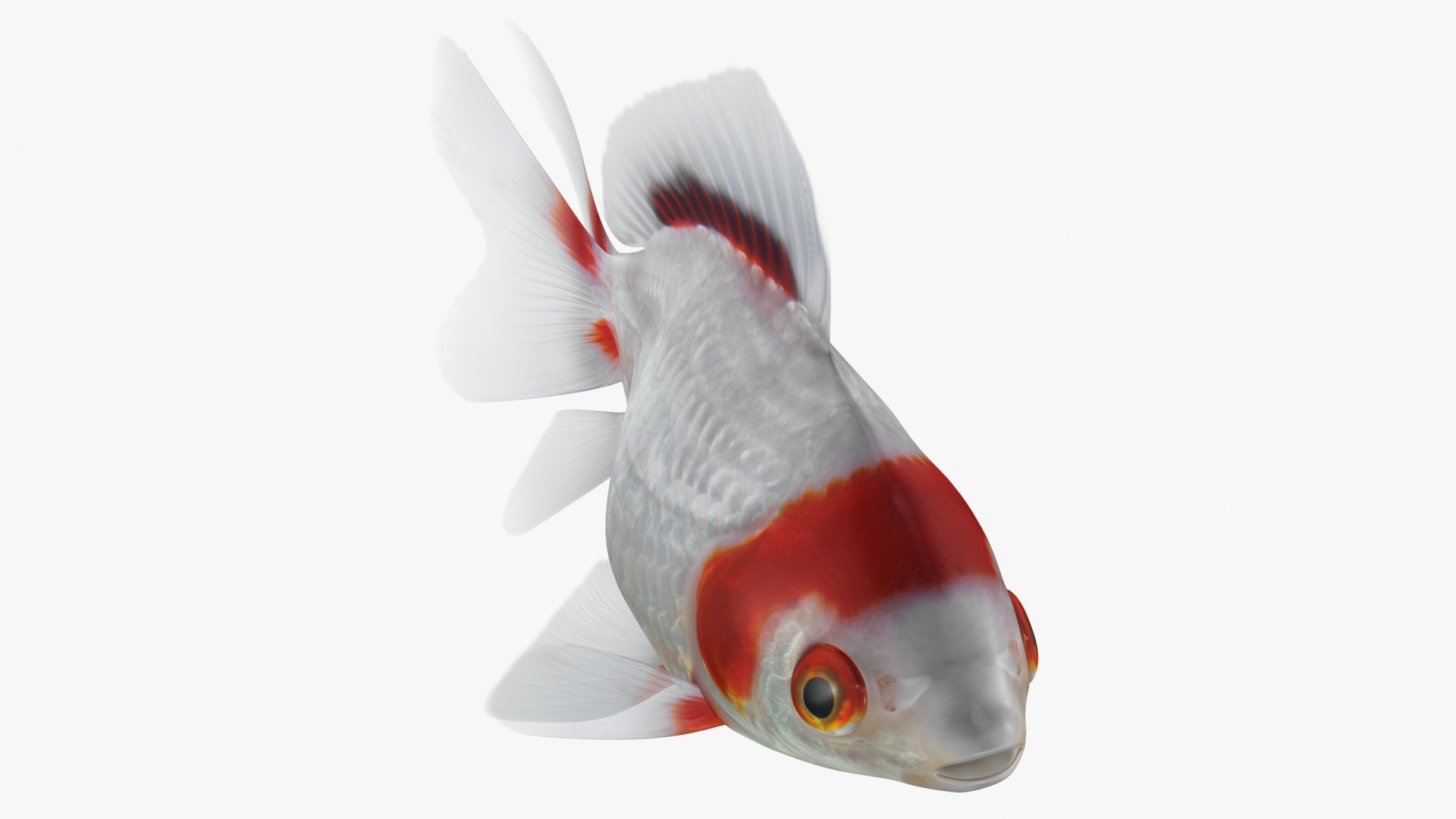 Fantail Goldfish Rigged 3D - TurboSquid 1505095