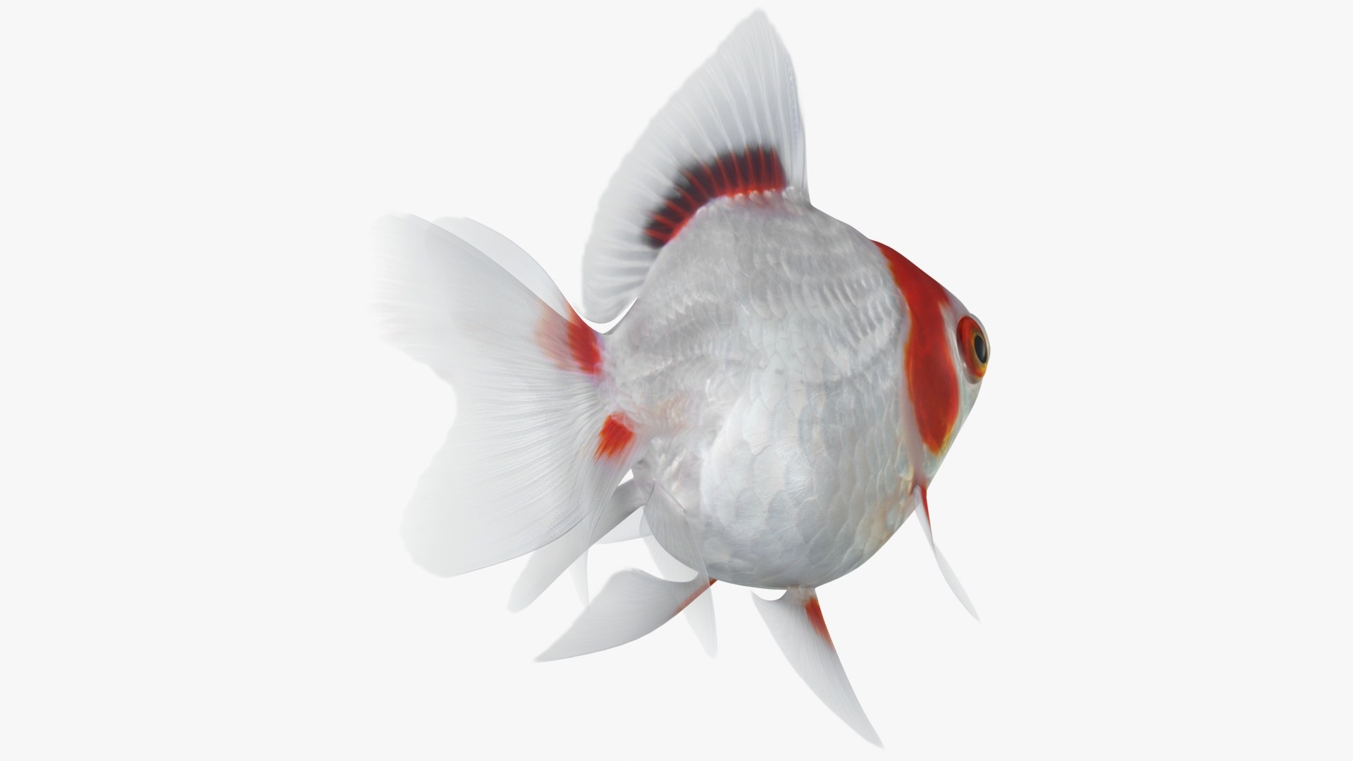 Fantail Goldfish Rigged 3D - TurboSquid 1505095