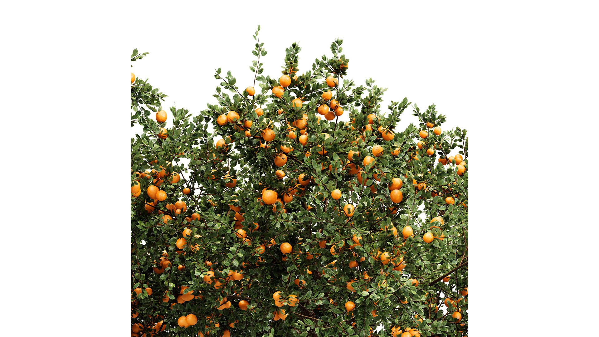 HQ Apple fruit Orange fruit Tangerine fruit tree 02 3D model ...