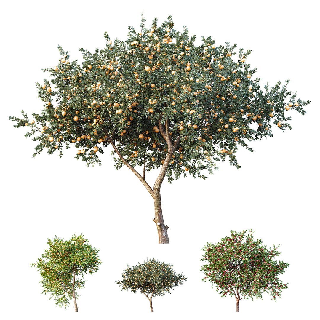 HQ Apple fruit Orange fruit Tangerine fruit tree 02 3D model ...