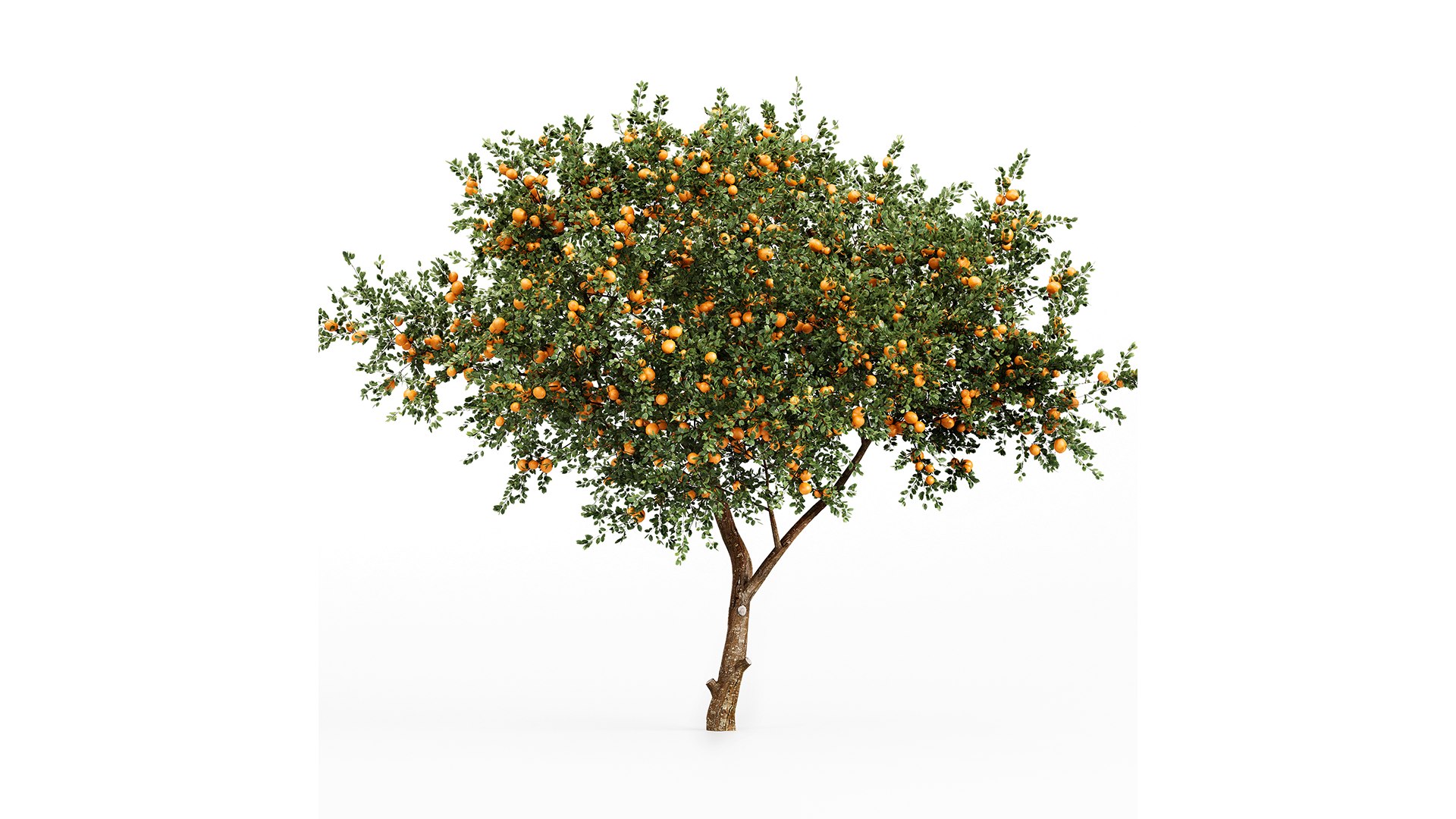 HQ Apple fruit Orange fruit Tangerine fruit tree 02 3D model ...