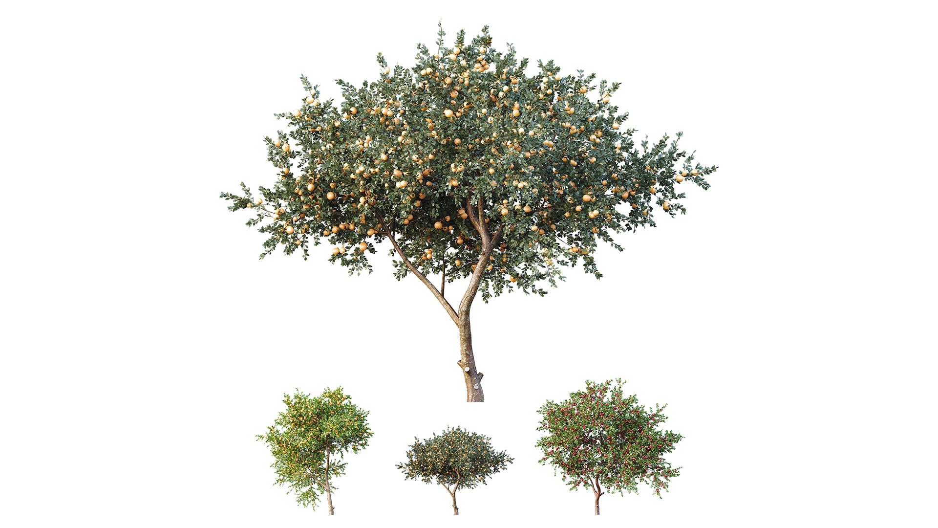 HQ Apple fruit Orange fruit Tangerine fruit tree 02 3D model ...