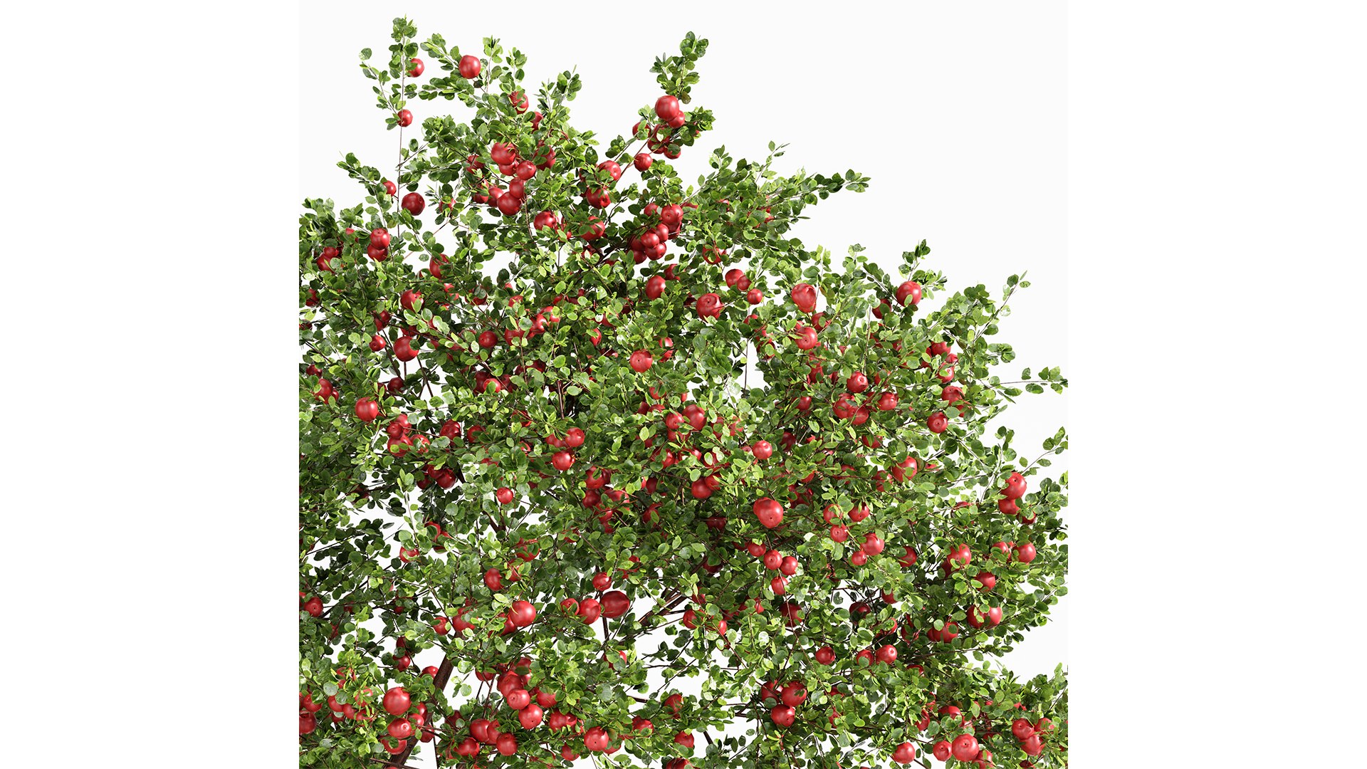 HQ Apple fruit Orange fruit Tangerine fruit tree 02 3D model ...