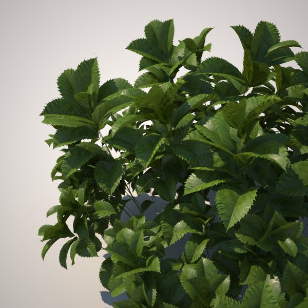 plant cover ground 3d model