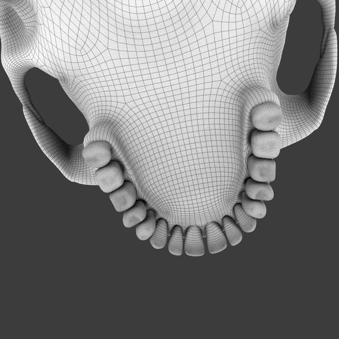 Skull Head Model - TurboSquid 1343597