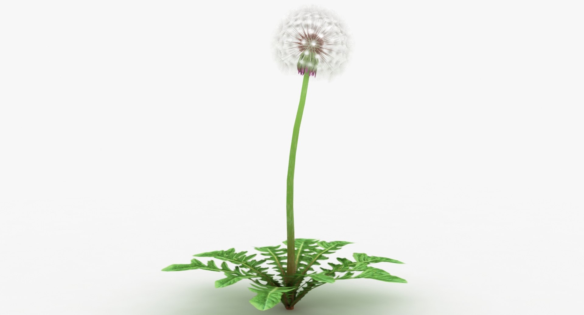 Realistic Dandelion 3D Model - TurboSquid 1286518
