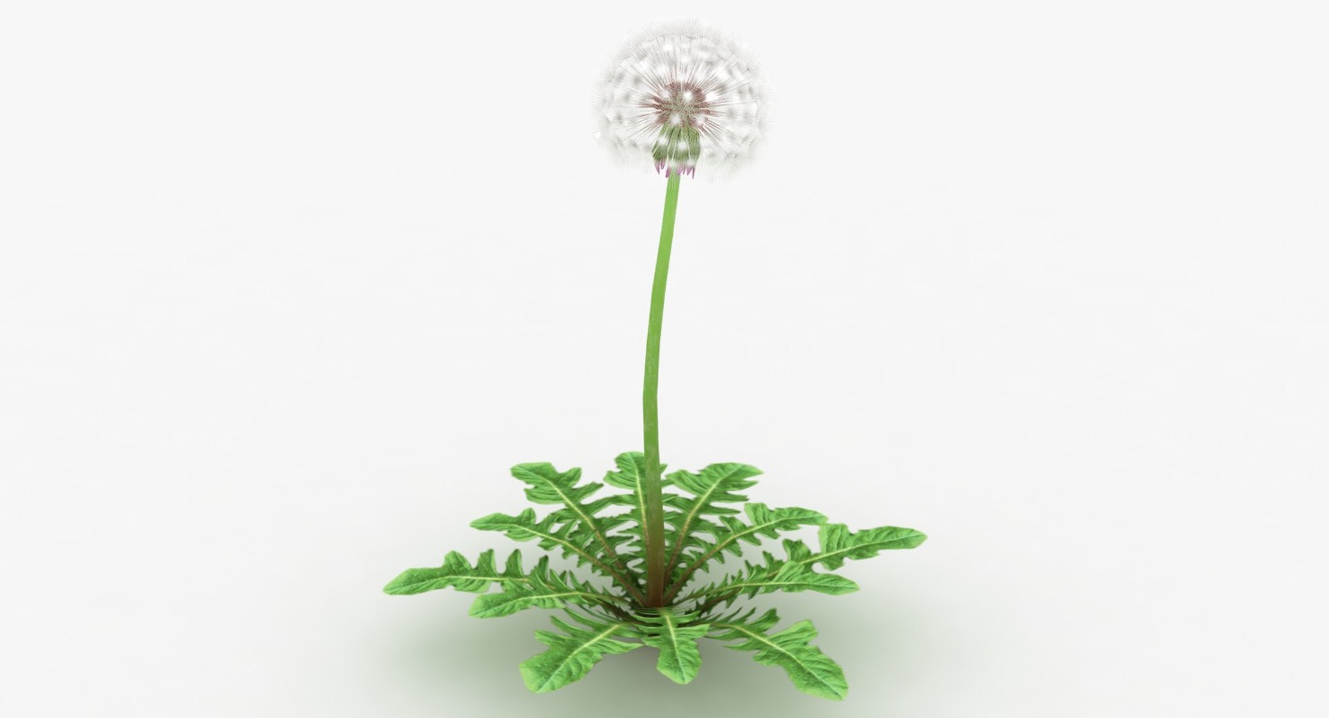 Realistic Dandelion 3D Model - TurboSquid 1286518
