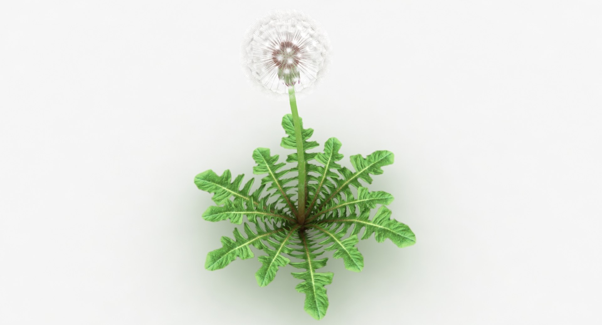 Realistic Dandelion 3D Model - TurboSquid 1286518