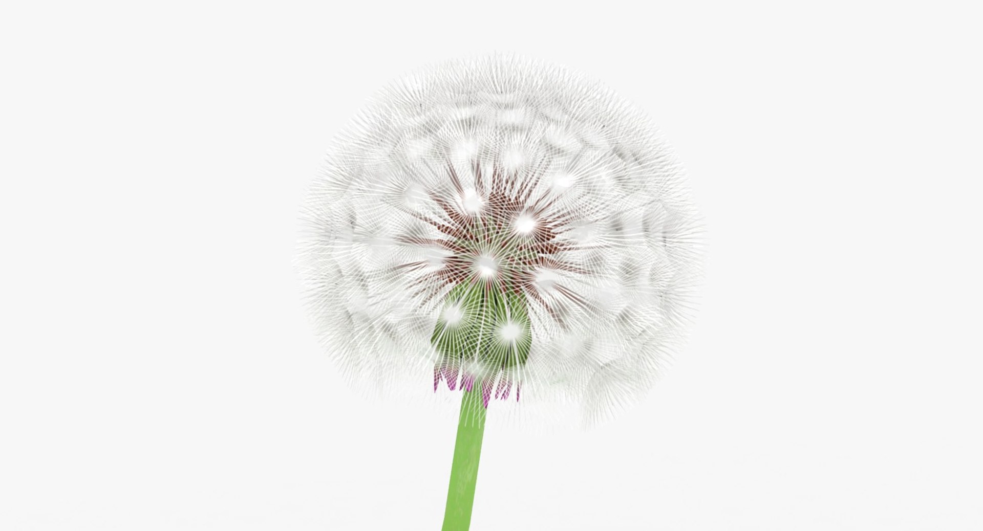 Realistic Dandelion 3D Model - TurboSquid 1286518