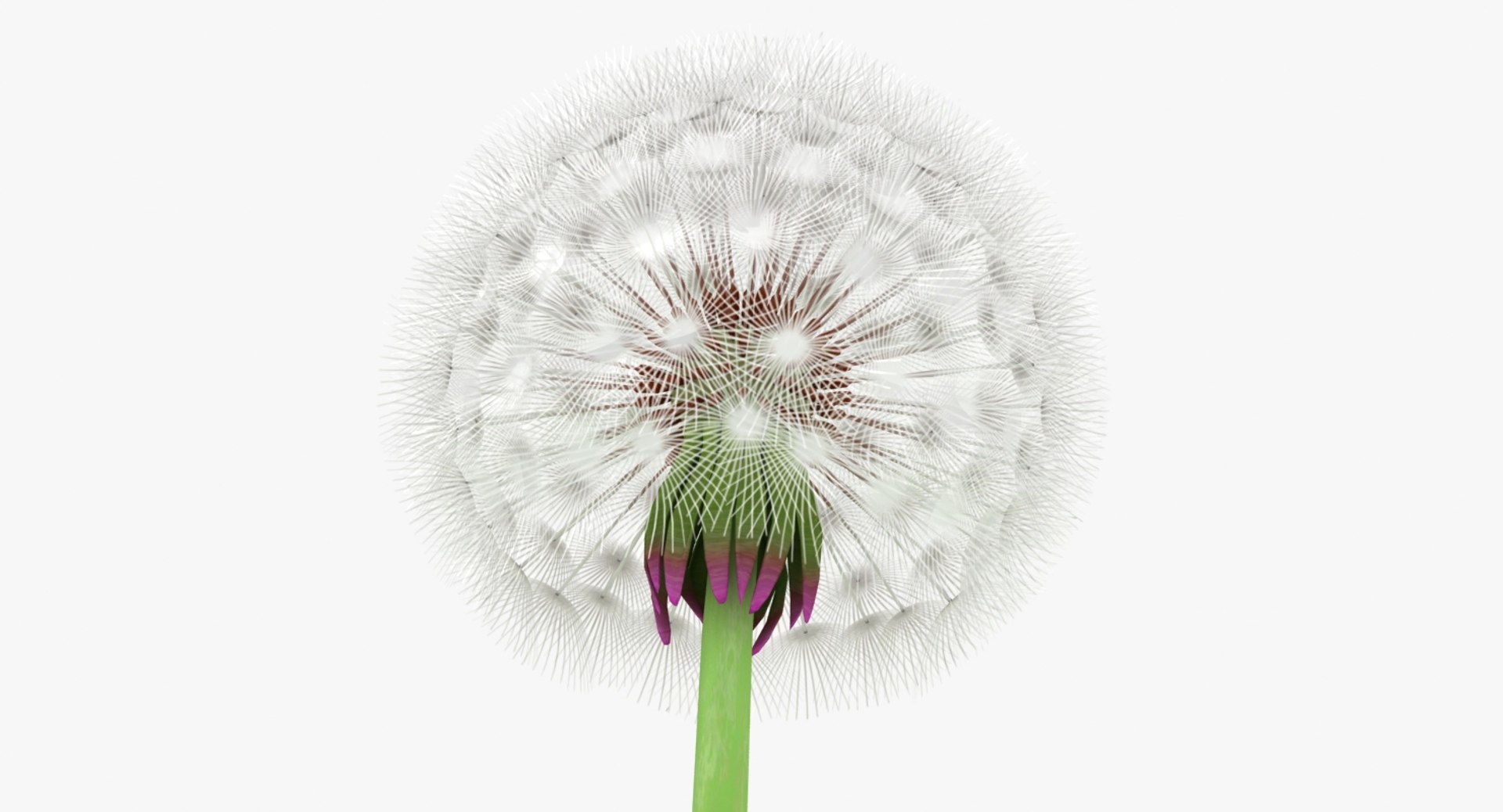 Realistic Dandelion 3D Model - TurboSquid 1286518