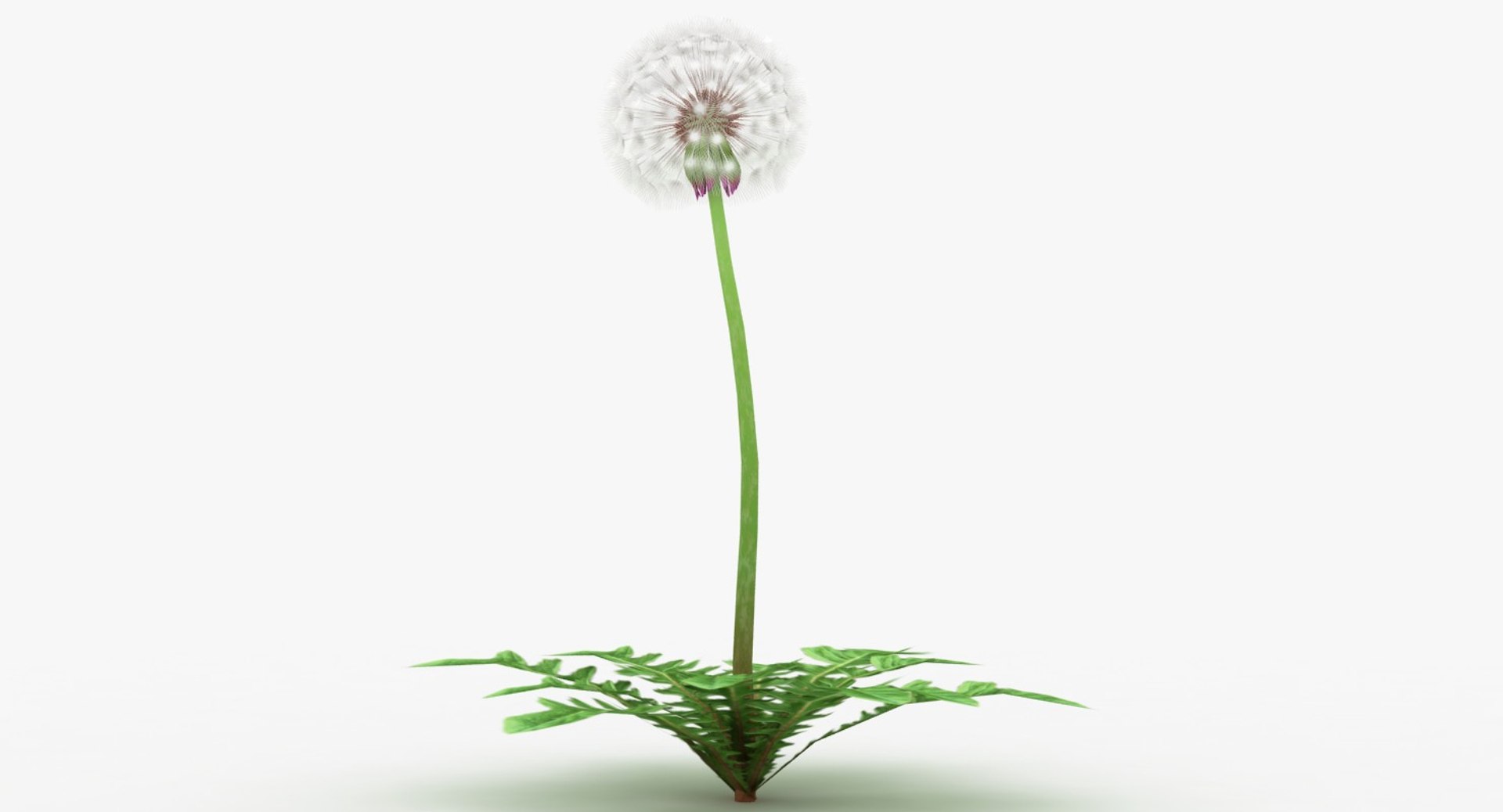Realistic Dandelion 3D Model - TurboSquid 1286518