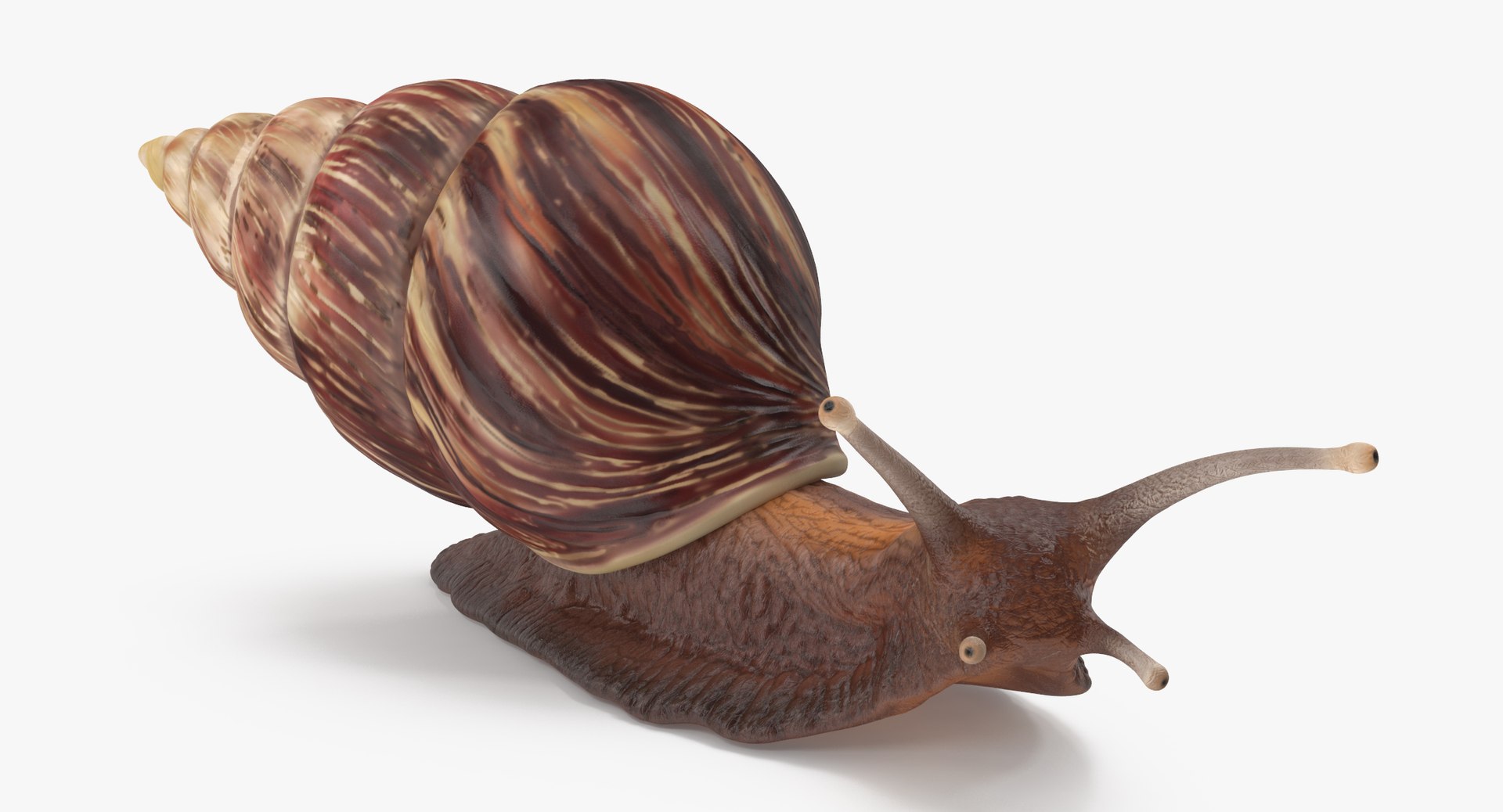 3d Snail 02