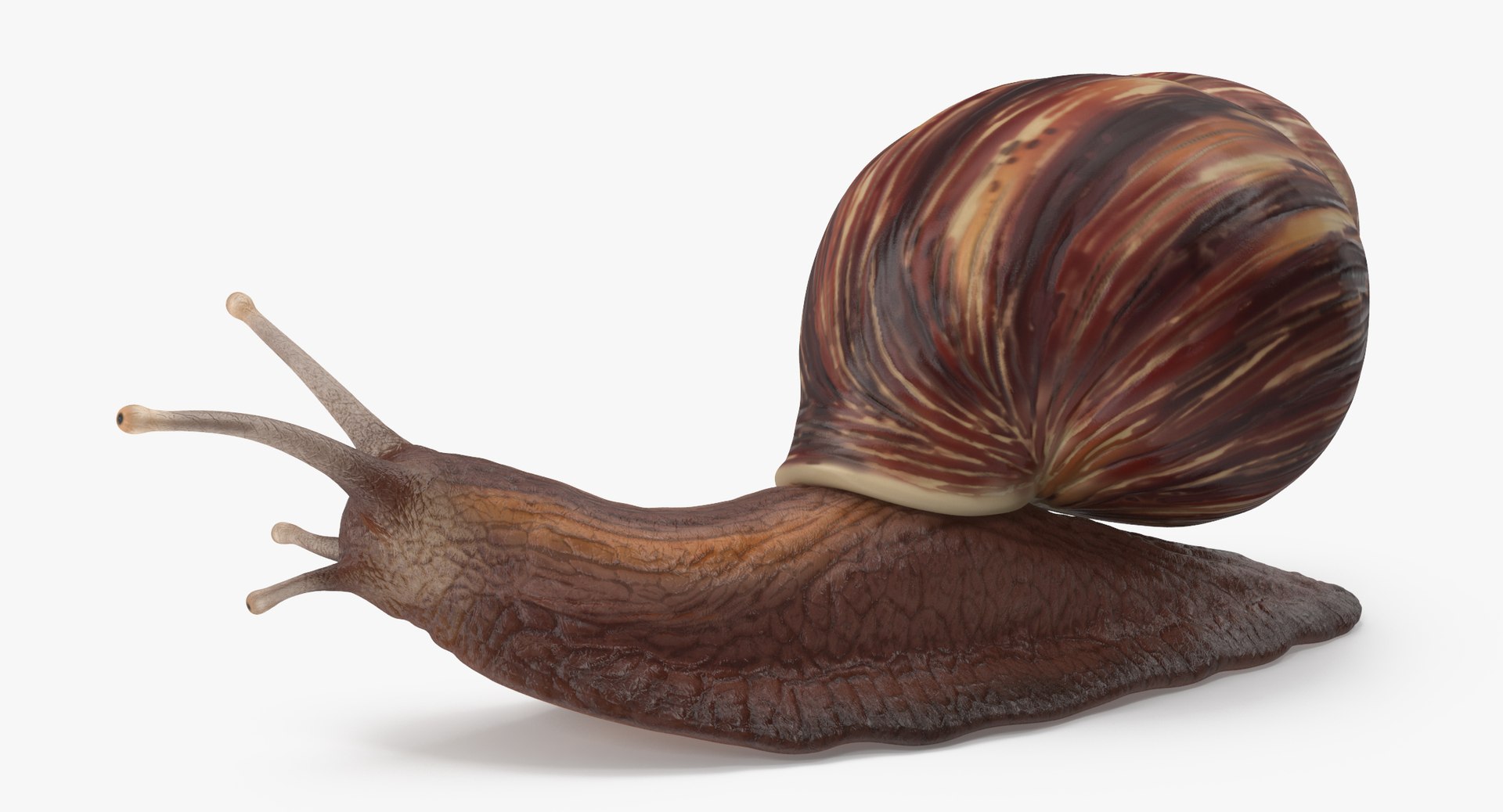 3d snail 02