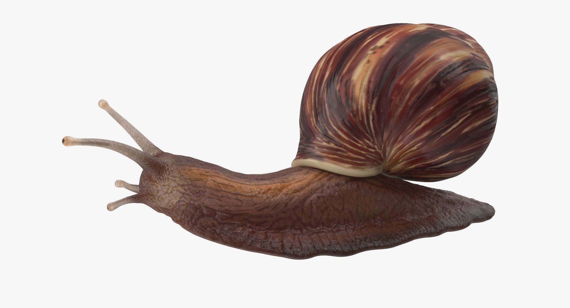 3d Snail 02