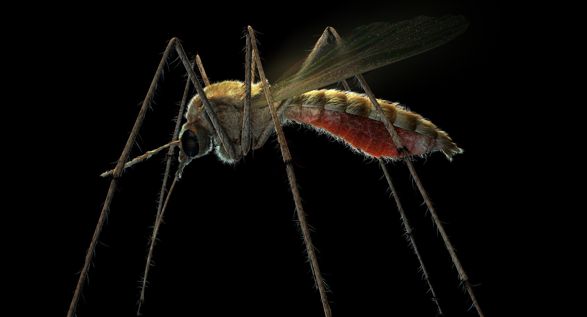 3D Mosquito - TurboSquid 2291455