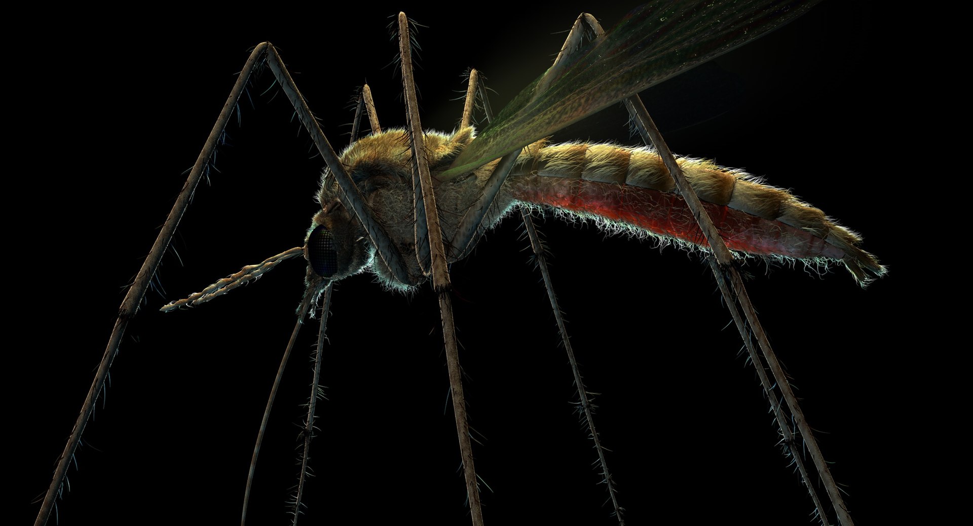 3D Mosquito - TurboSquid 2291455
