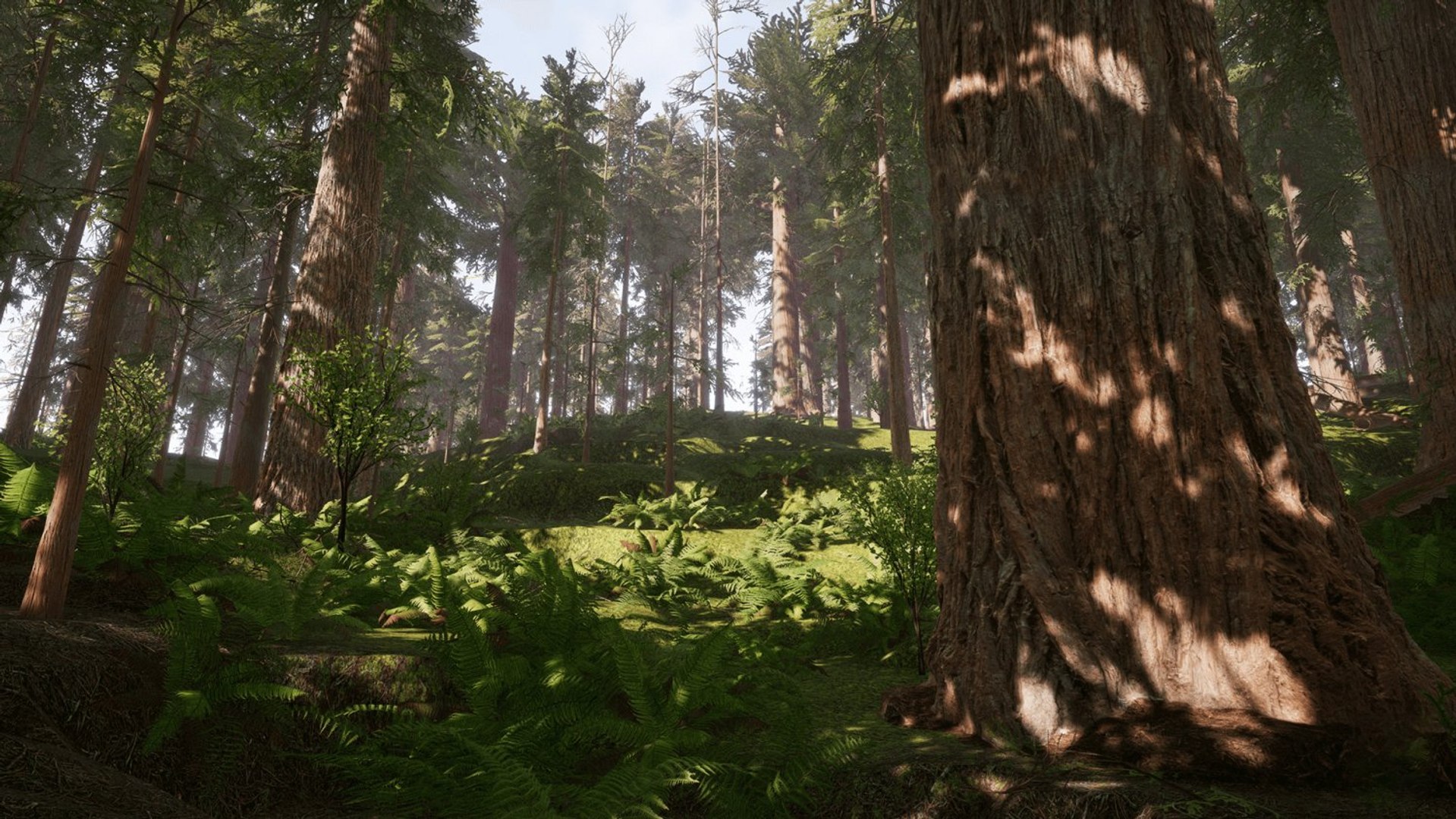 Redwood trees ferns model - TurboSquid 1428861