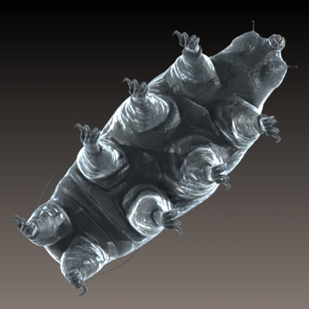 Tardigrade Bear 3d Model