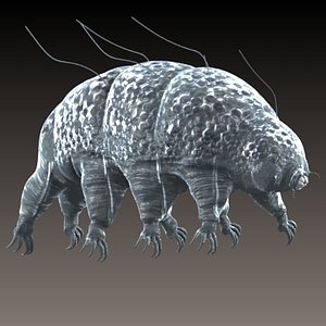 3D Tardigrade Models | TurboSquid