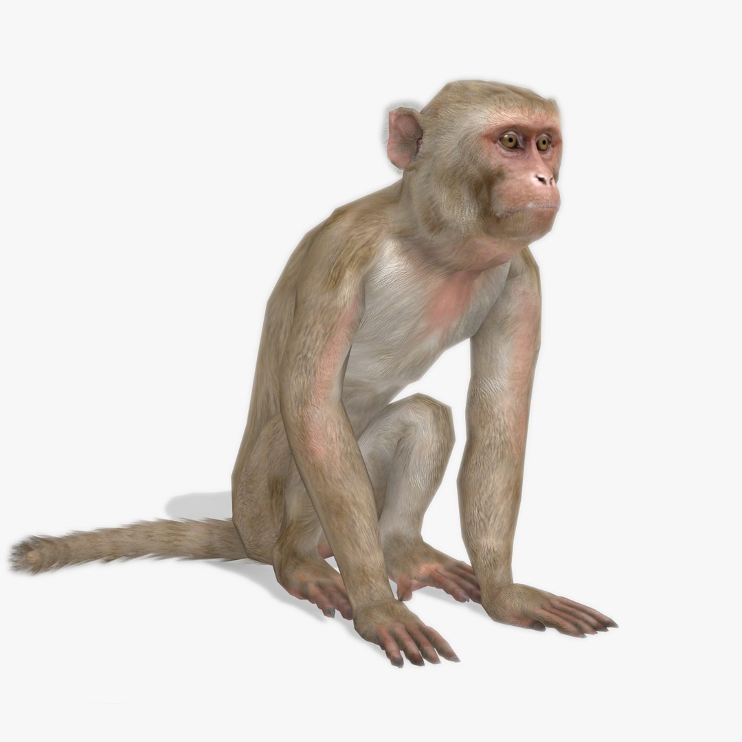 Macaque Model - TurboSquid 2101689