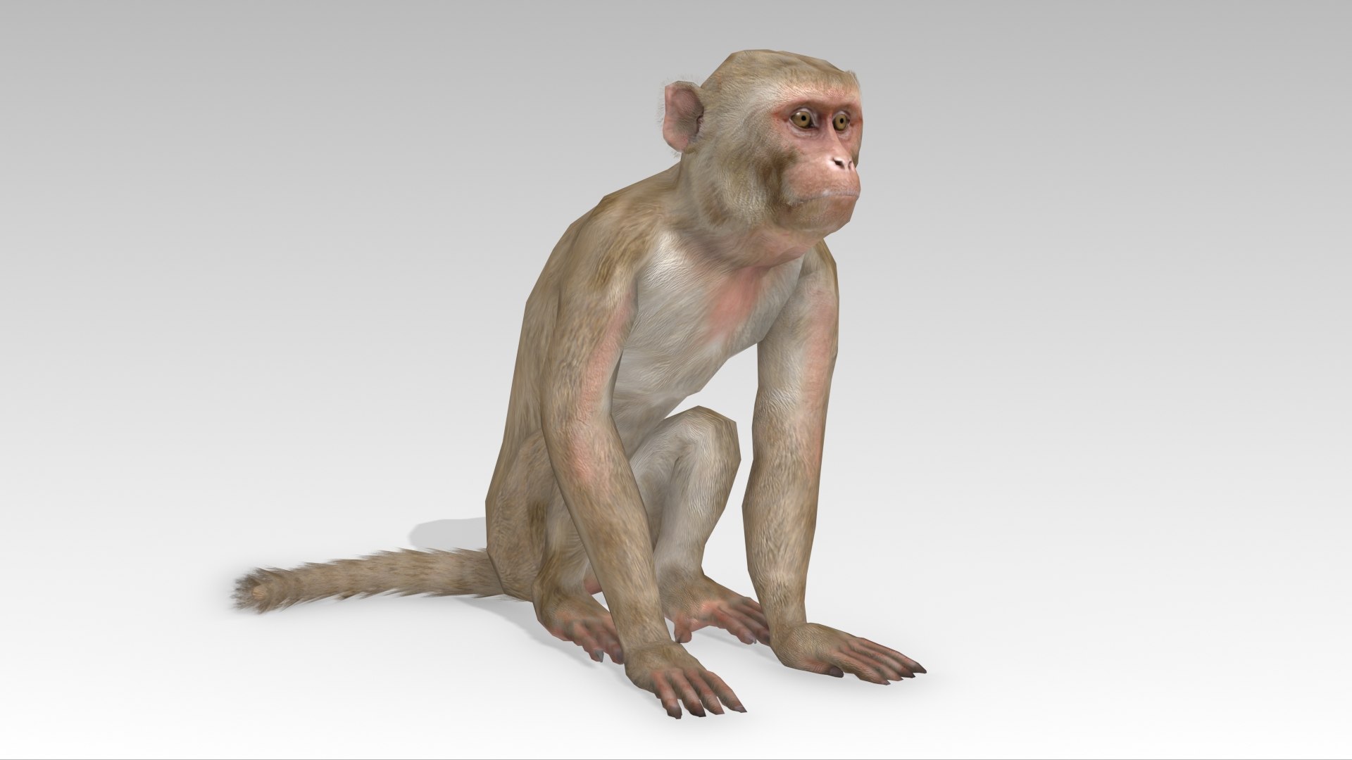 Macaque Model - TurboSquid 2101689