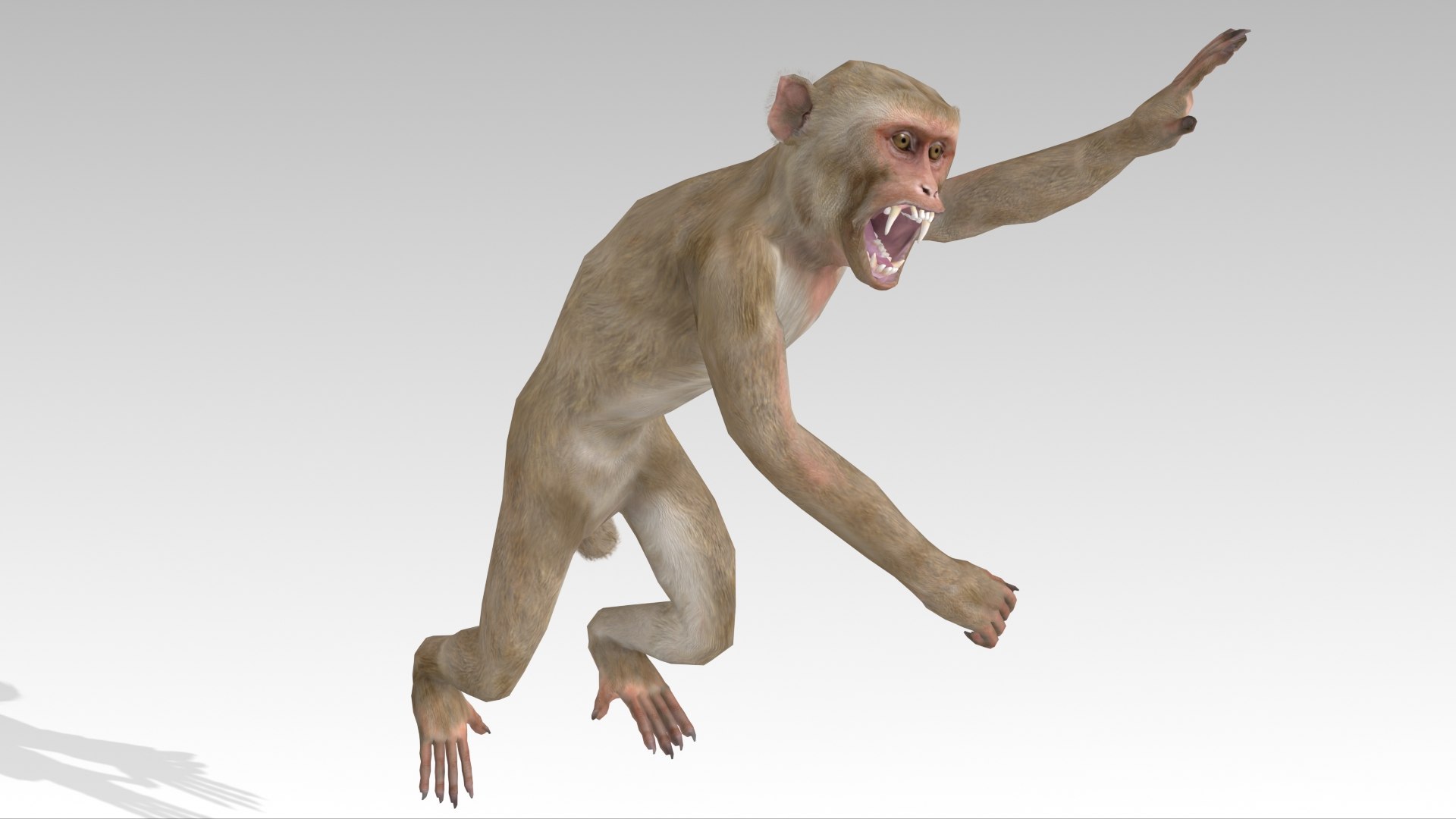Macaque Model - TurboSquid 2101689