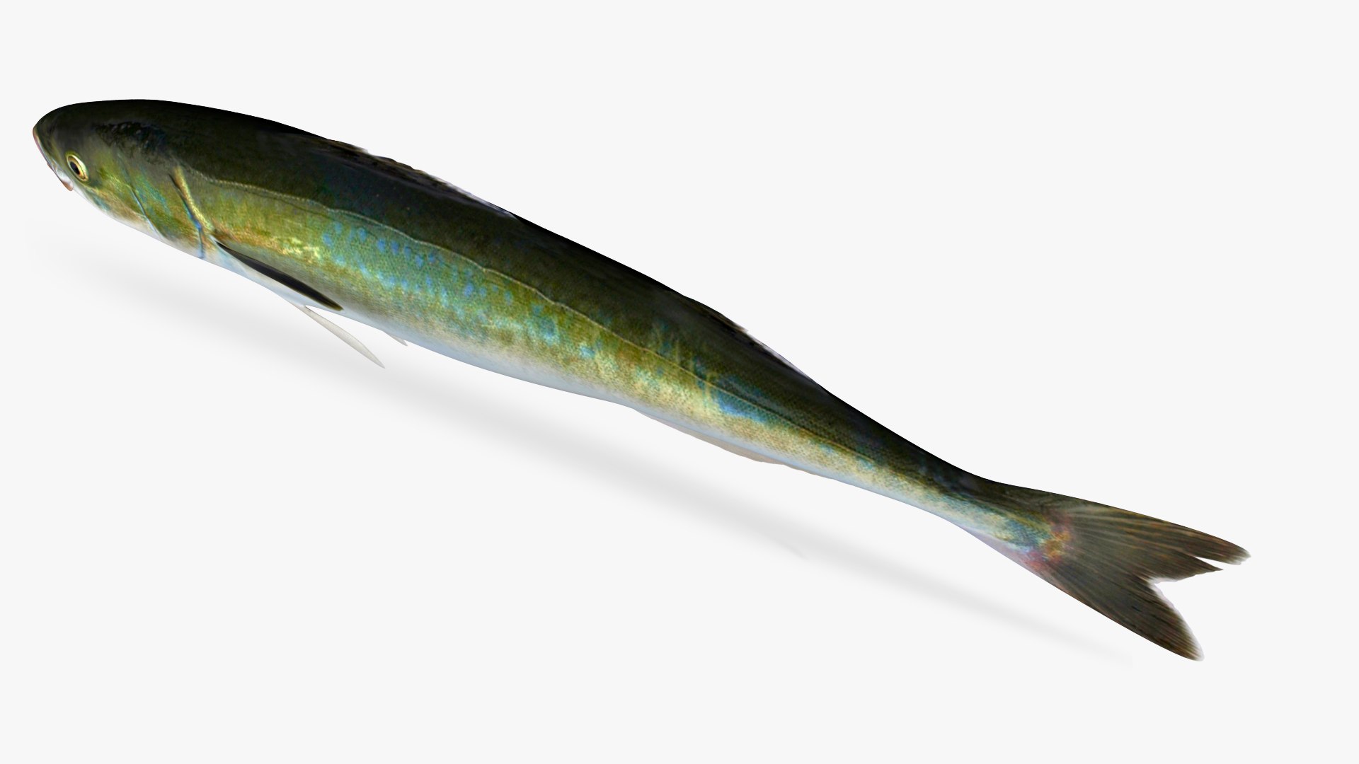 3D sablefish fish - TurboSquid 1703900
