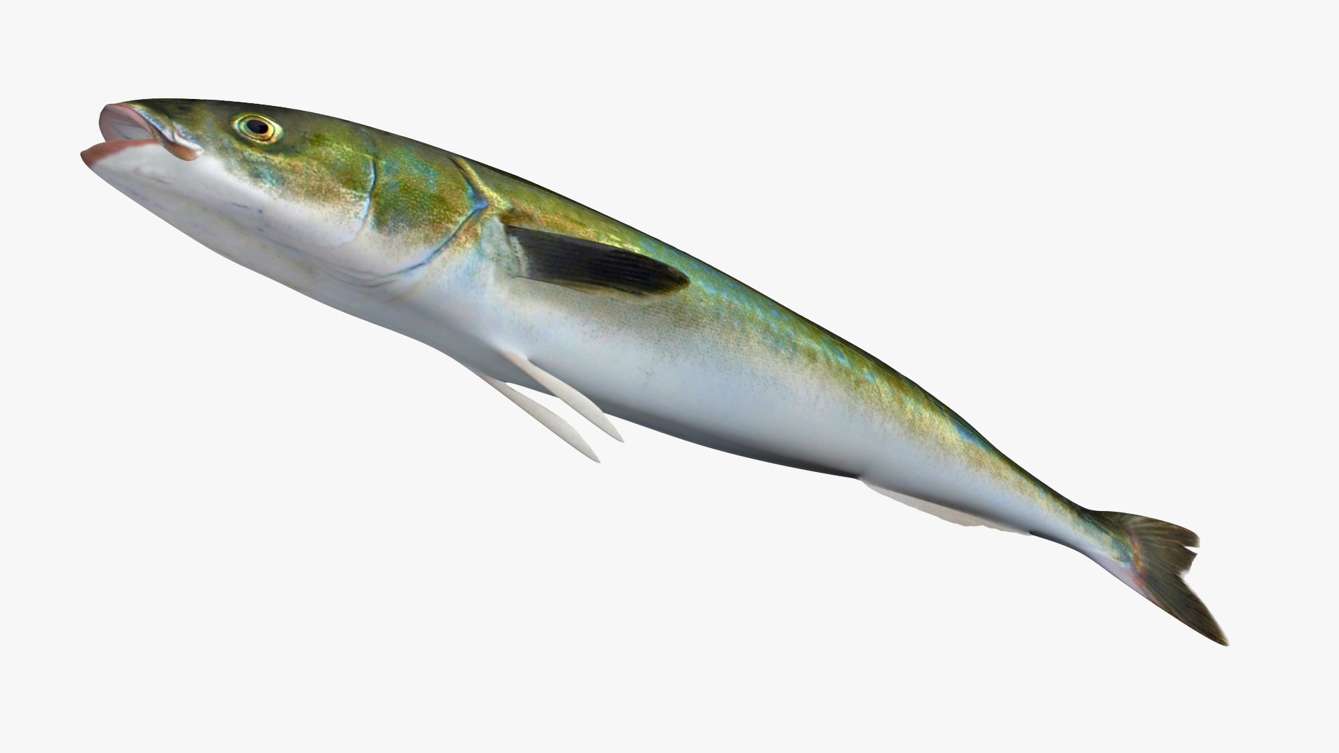 3D sablefish fish - TurboSquid 1703900