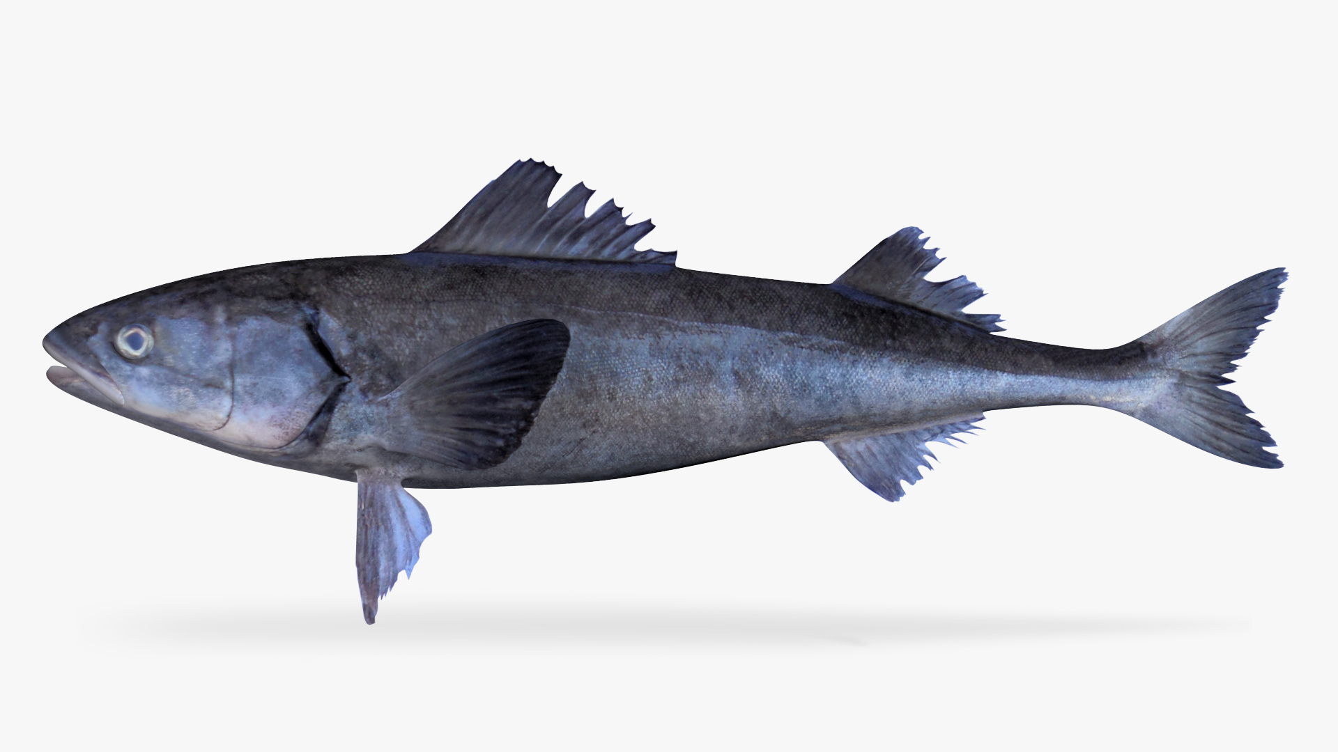 Sablefish fish model - TurboSquid 1682797