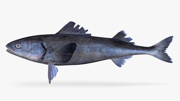 modelo 3d Sablefish - TurboSquid 1682797
