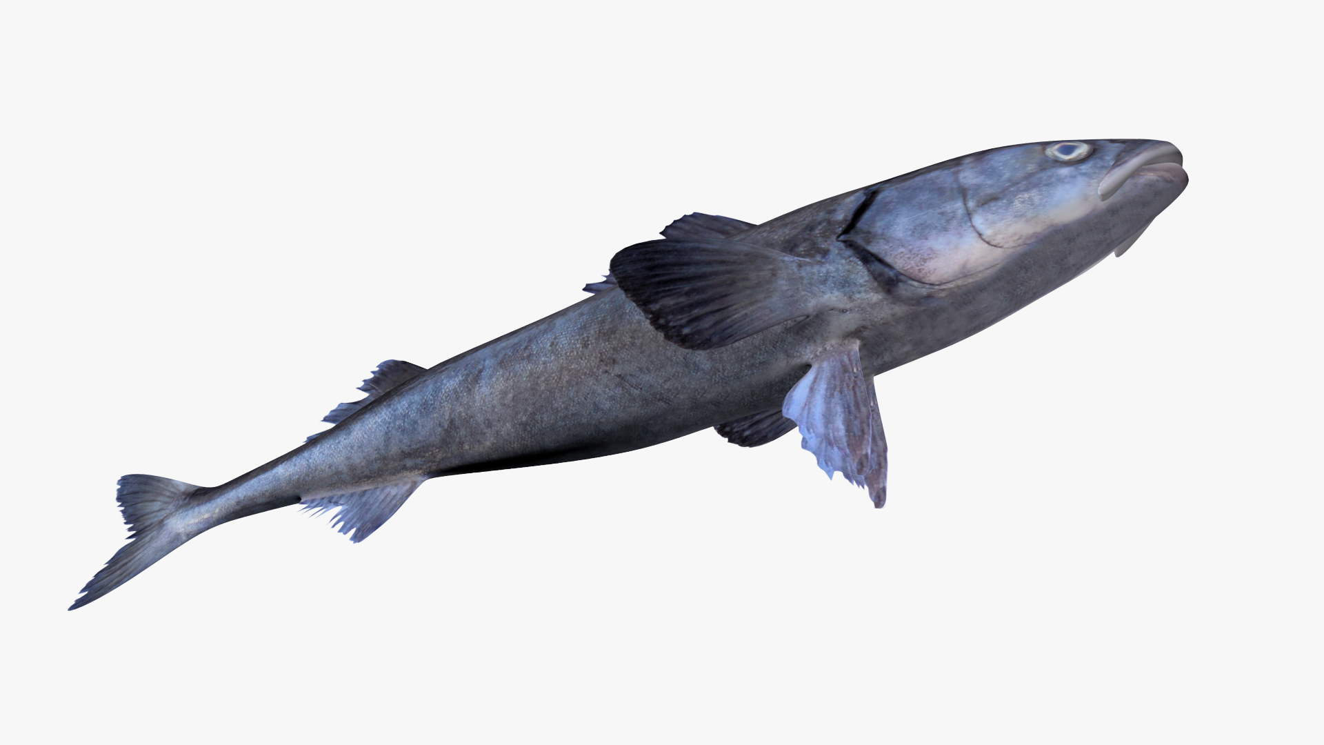Sablefish fish model - TurboSquid 1682797