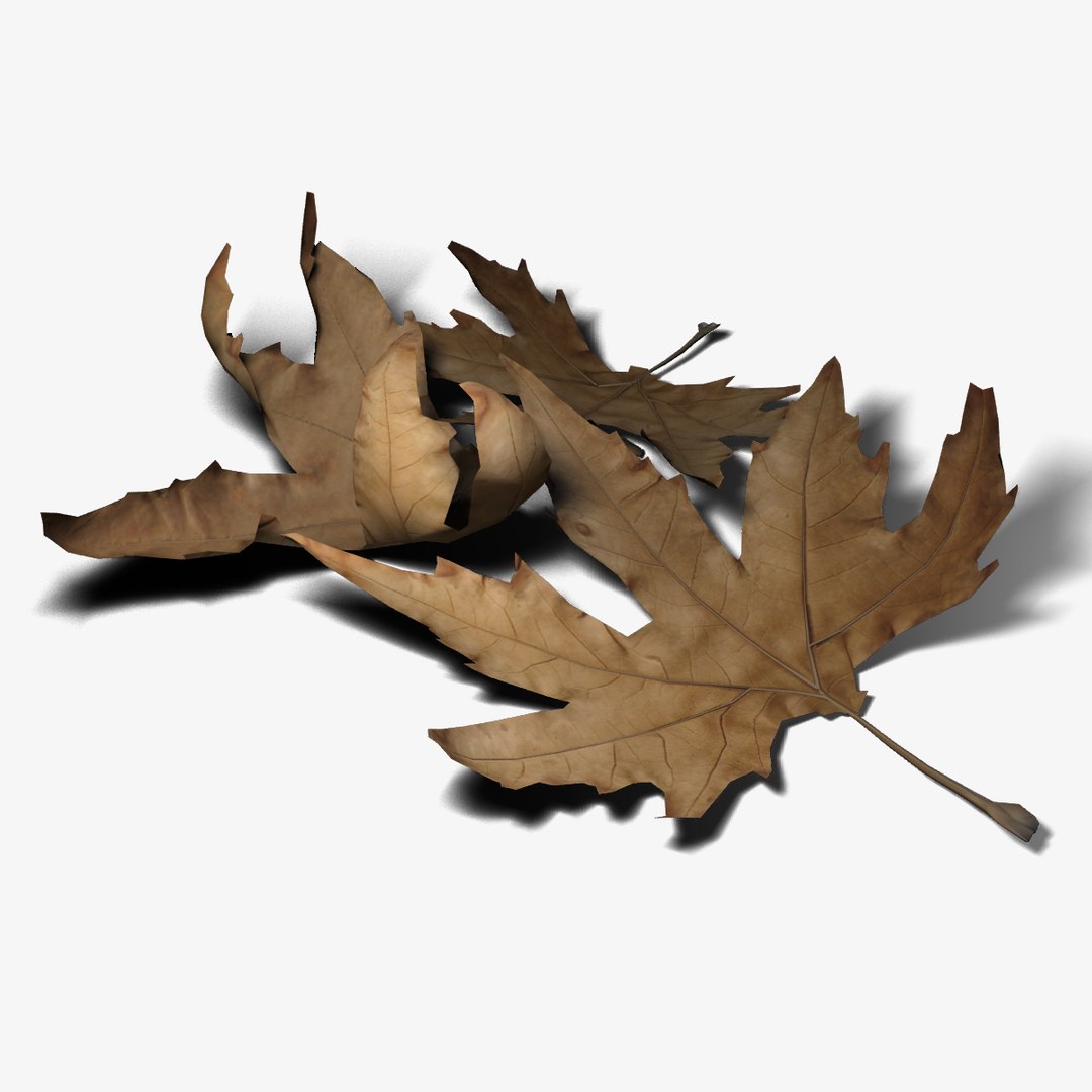Dry Leaves 3d Model