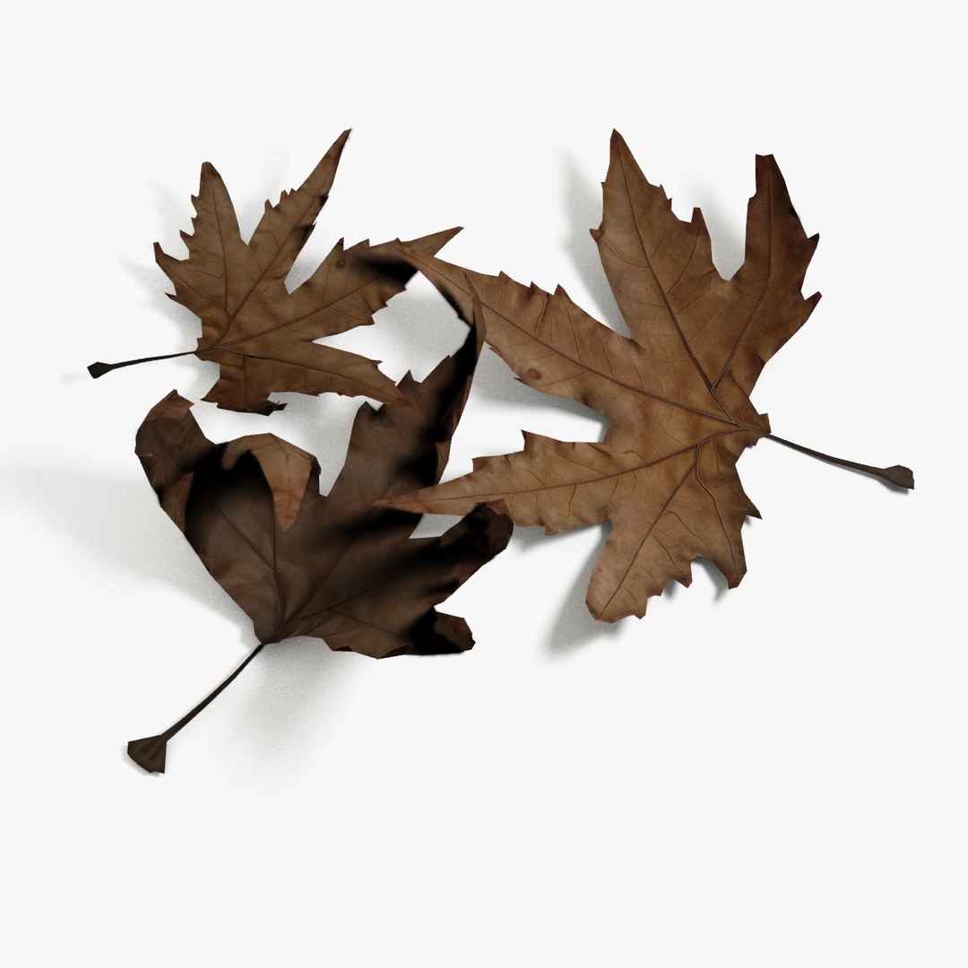 Dry Leaves 3d Model