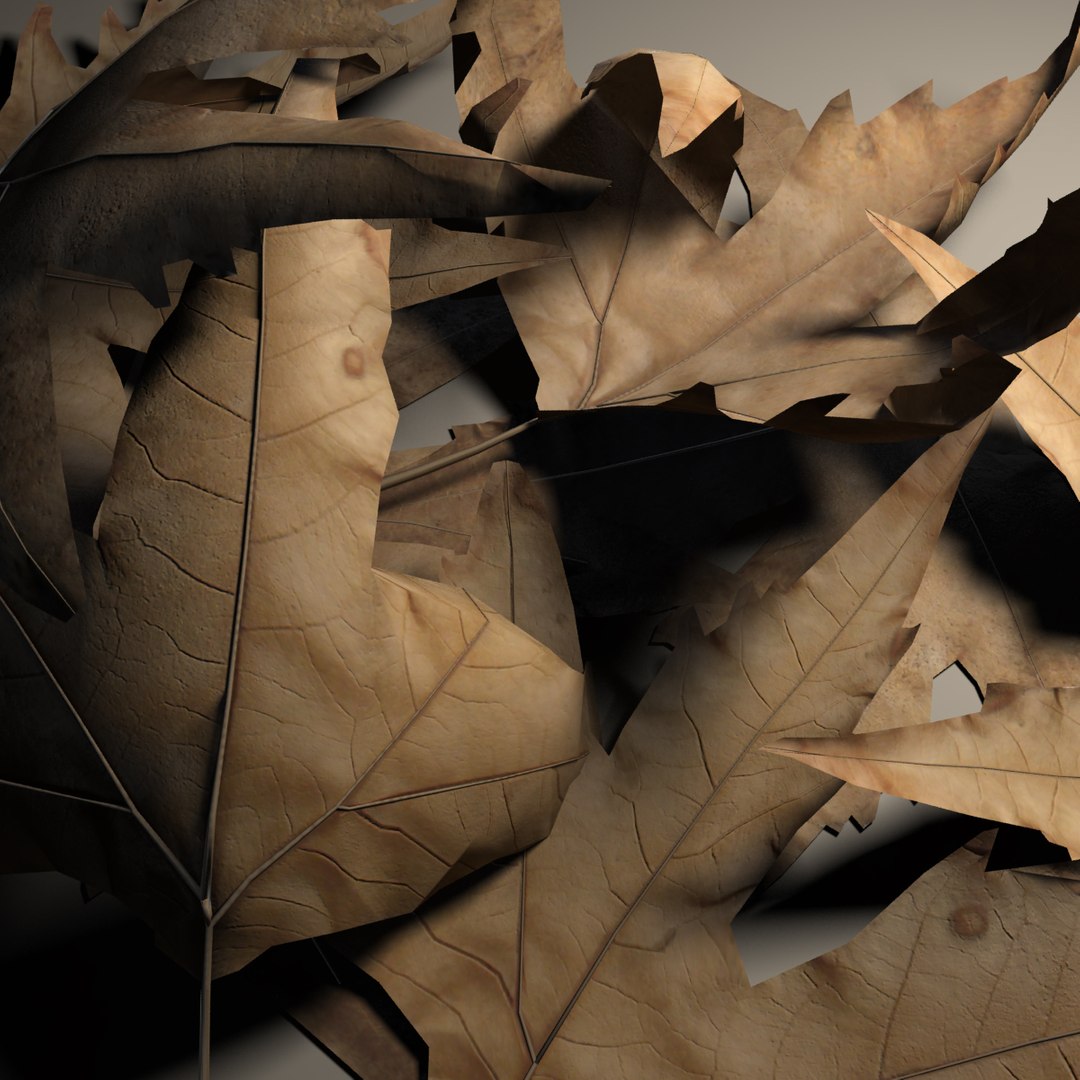Dry Leaves 3d Model