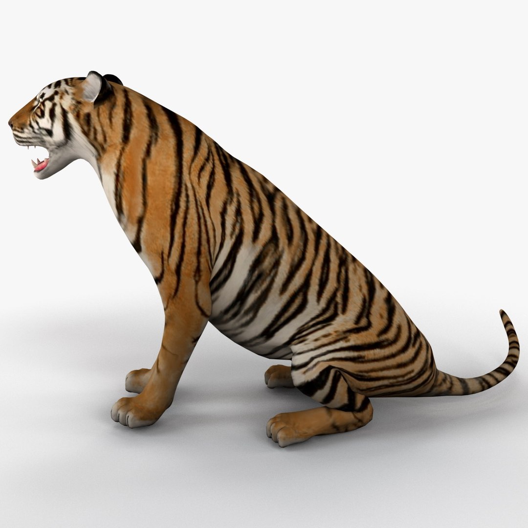 Max Tiger 2 Pose 3
