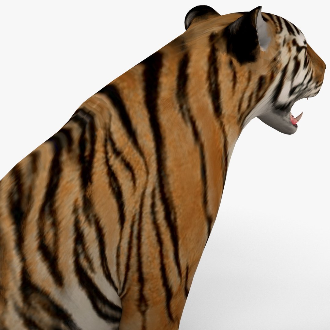 Max Tiger 2 Pose 3