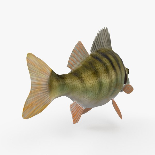 Perch HD 3D model - TurboSquid 1753478