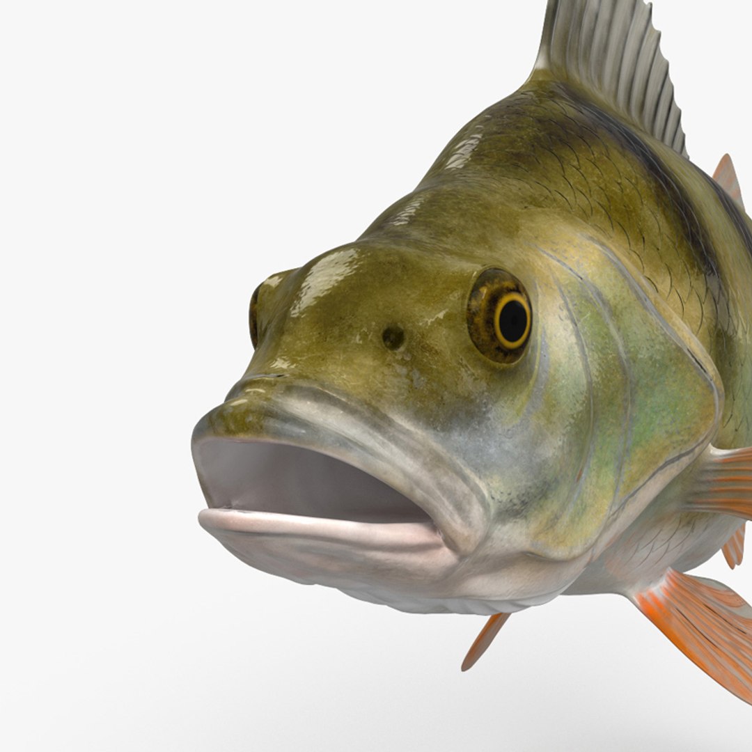 Perch HD 3D model - TurboSquid 1753478