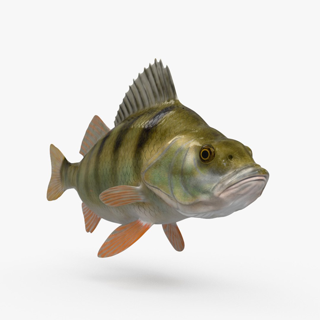 Perch HD 3D model - TurboSquid 1753478
