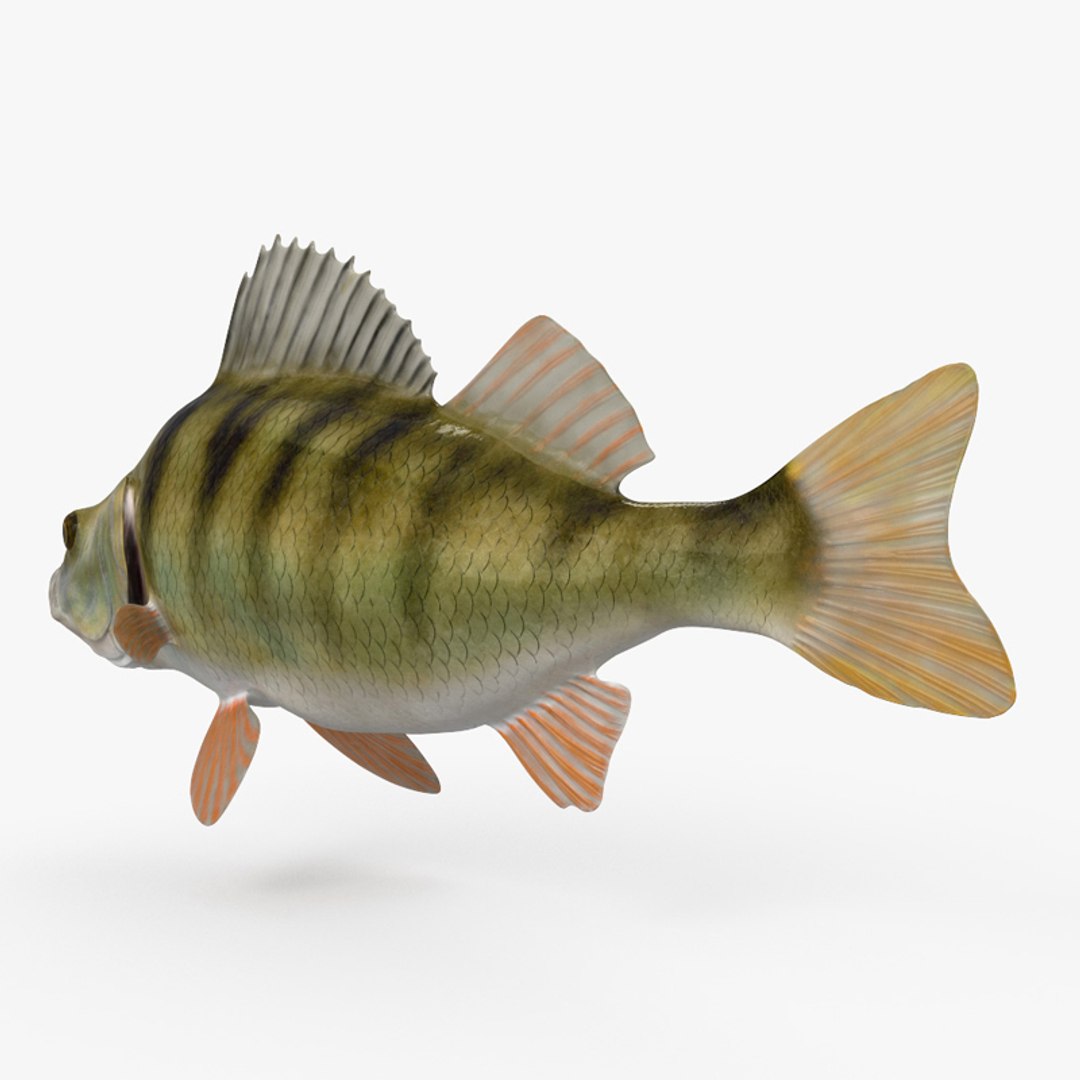 Perch HD 3D model - TurboSquid 1753478