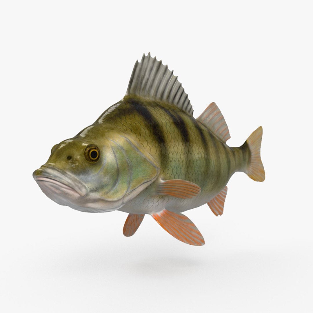 Perch HD 3D model - TurboSquid 1753478