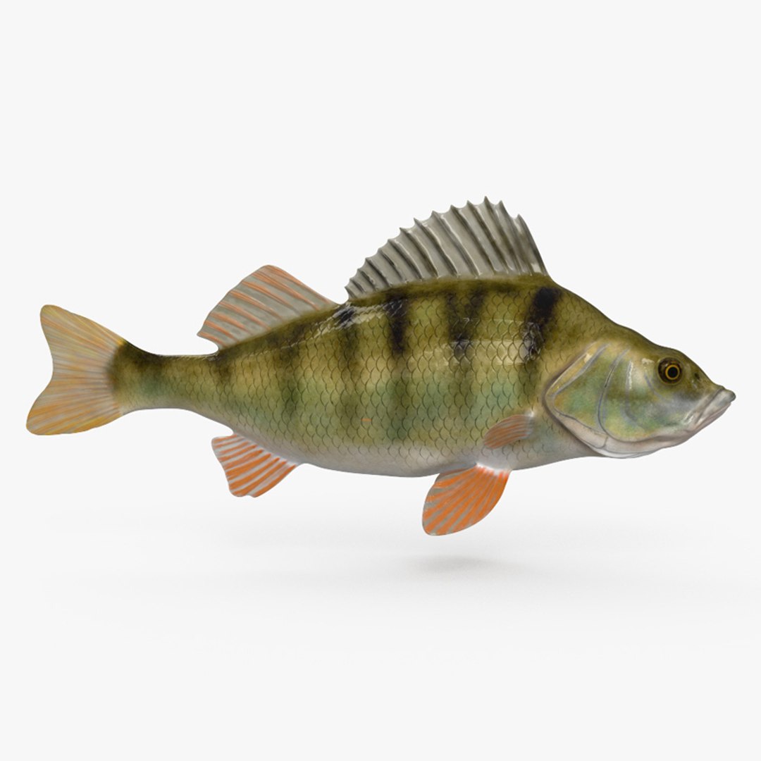 Perch HD 3D model - TurboSquid 1753478